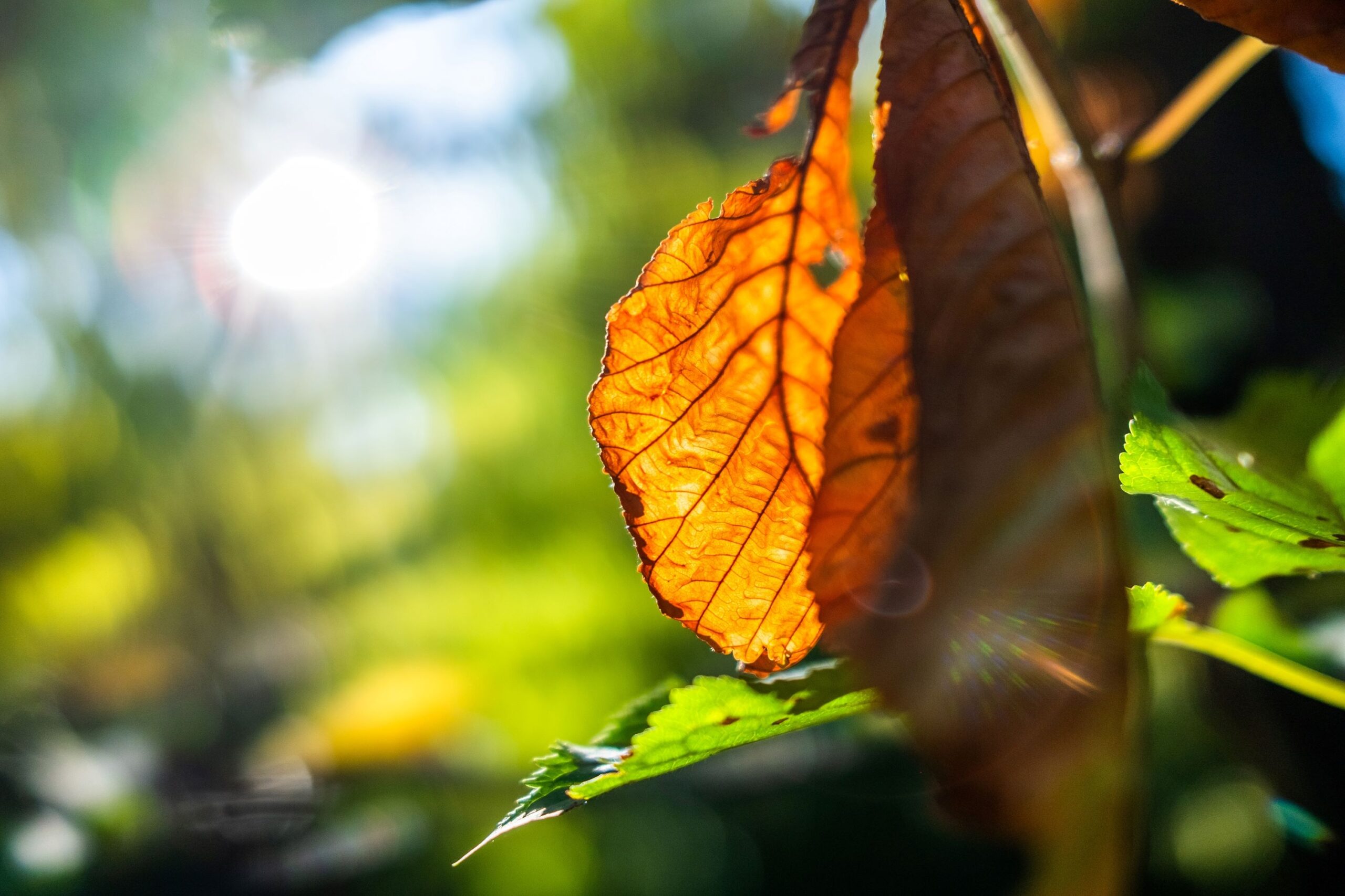 TNFD publishes nature transition guidance - Minerva-Manifest